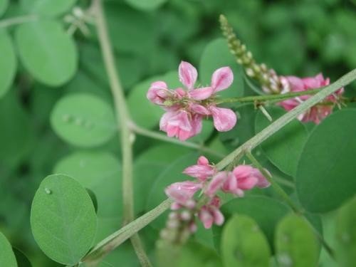 Lespedeza  P.E., Lespedeza bicolors Extract, 10:1 TLC, high quality feedstuff, Chinese factory supply, Shaanxi Yongyuan