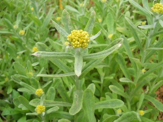 Cudweed Herb Extract, Gnaphaii Affinis Extract, 4:1, 10:1 TLC, Chinese fmanufacturer, Shaanxi Yongyuan