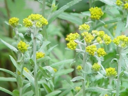 Cudweed Herb Extract, Gnaphaii Affinis Extract, 4:1, 10:1 TLC, Chinese fmanufacturer, Shaanxi Yongyuan