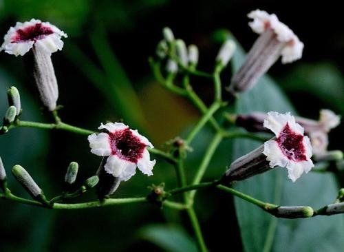 Chinese Fevervine Herb extract, Herba Paederiae Extract, 10:1 TLC, TCM Extract, Chinese fmanufacturer, Shaanxi Yongyuan