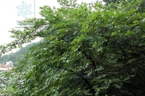 Quassia Bark Extract, High quality  10:1 TLC, high quality feedstuff, Chinese factory supply, Shaanxi Yongyuan