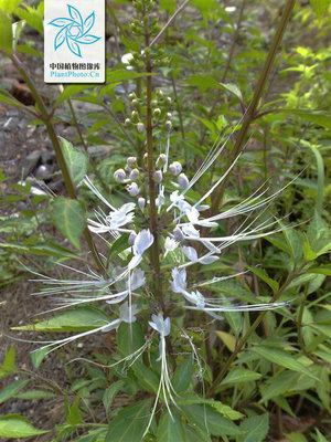 Orthosiphon Spiralis Powder, Orthosiphon aristatus Extract 10:1 TLC,TCM Extract, Chinese fmanufacturer, Shaanxi Yongyuan
