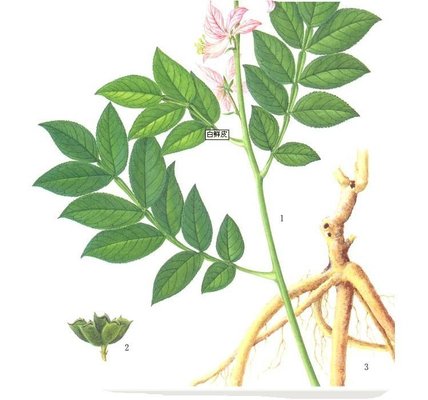 Densefruit Pittany Root-bark Extract, Dictamnus dasycarpu Extract 4:1 TLC, Chinese manufacturer, Shaanxi Yongyuan
