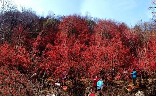 Dogwood extract, Cornus officinalis extract 4:1 TLC, quality assured factory, Chinese manufacturer, Shaanxi Yongyuan Bio