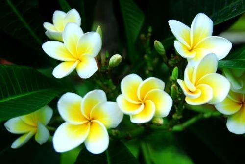Plumeria Rubra Extract 10:1 TLC, for summer heat, sunstroke, quality assured, Chinese manufacturer, Shaanxi Yongyuan Bio