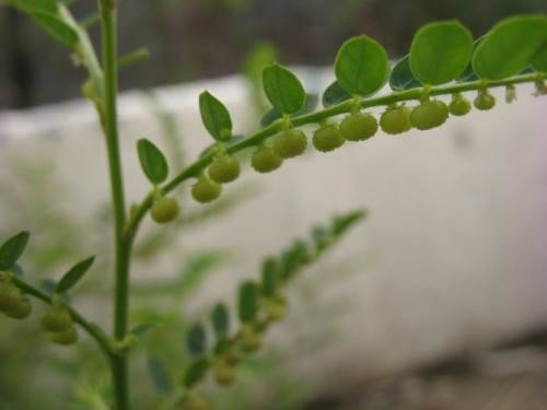 Phyllanthus Urinaria Extract, Underleaf pearl ext 10:1 TLC, quality assured, Chinese manufacturer, Shaanxi Yongyuan Bio