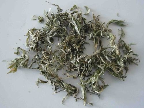 Aiye Leaf Extract, Artemisia argyi Levl Extract 10:1 TLC, high quality, Chinese manufacturer, Shaanxi Yongyuan Bio