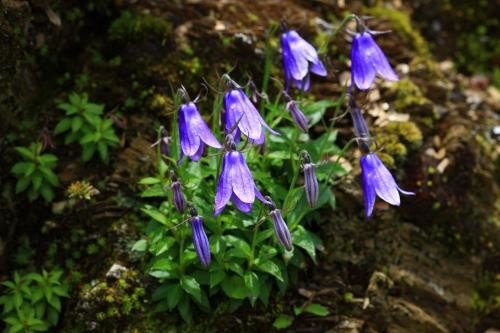Adenophora Extract 10:1 TLC, for coughs, immunity, quality assured, Chinese manufacturer, Shaanxi Yongyuan Bio