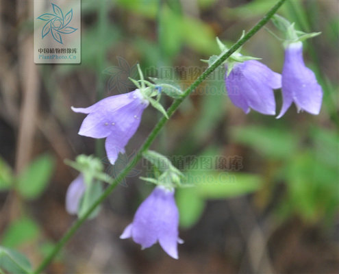 Adenophora Extract 10:1 TLC, for coughs, immunity, quality assured, Chinese manufacturer, Shaanxi Yongyuan Bio