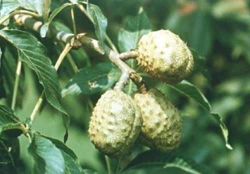 Chinese manufacturer  Horse Chestnut Extract,  Aescin 20% - 98%, Eur.Pharm Standard, 100% natural, Shaanxi Yongyuan Bio