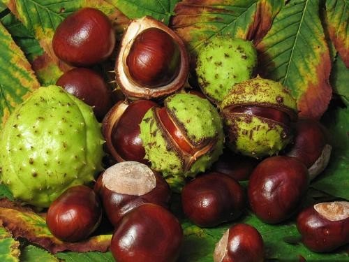 Chinese manufacturer  Horse Chestnut Extract,  Aescin 20% - 98%, Eur.Pharm Standard, 100% natural, Shaanxi Yongyuan Bio