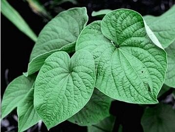 Kava Extract, Kavalactones 30%, CAS No.: 9000-38-8, for depression, suppleme, Chinese manufacturer, Shaanxi Yongyuan Bio