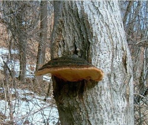 Phellinus igniarius Extract, Polysaccharide 25%,Common Phellinus,TCM Extract, Chinese manufacturer, Shaanxi Yongyuan Bio