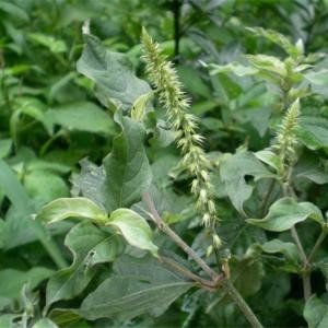 Achyranthes aspera Root Extract, 10:1 TLC, TCM Extract, high quality, Chinese manufacturer, Shaanxi Yongyuan Bio