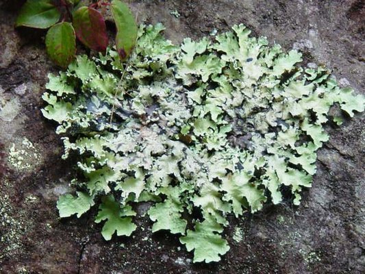 Iceland Moss Extract, Cetraria islandica Extract,10:1TLC,Chinese manufacturer,supplement ingredient,Shaanxi Yongyuan Bio