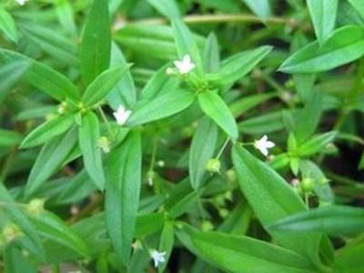 Oldenlandia Diffusa Extract, Hedyotis Oldenlandia Extract, 10:1,TCM Extract, Chinese manufacturer, Shaanxi Yongyuan Bio