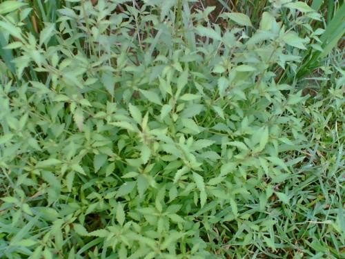 Herba Elsholtziae Extract, Mosla chinensis Extract, 10:1 TLC, TCM Extract, Chinese manufacturer, Shaanxi Yongyuan Bio