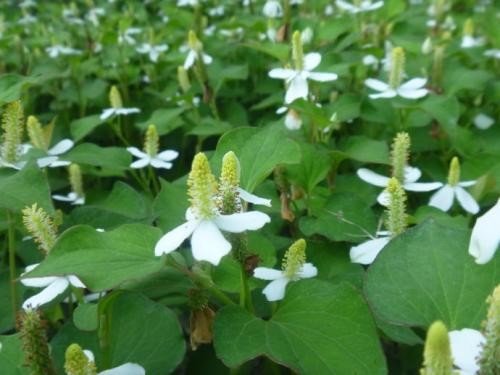Fish mint Extract, Fishwort Extract, Houttuynia cordata Extract, TCM Extract, Chinese manufacturer, Shaanxi Yongyuan Bio