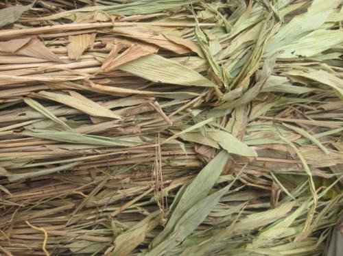 Lophatherum Gracile Extract, 10:1 TLC, Common Lophatherum Herb,TCM Extract, Chinese manufacturer, Shaanxi Yongyuan Bio