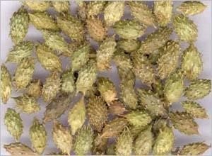 Xanthium Strumarium Extract, Cocklebur Extract, Chinese manufacturer, 10:1 TLC, TCM Extract,  Shaanxi Yongyuan Bio