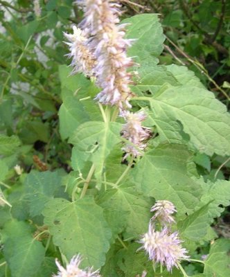 Agastache rugosus extract, Indian mint Extract, 10:1 TLC, TCM Extract, Chinese manufacturer, Shaanxi Yongyuan Bio