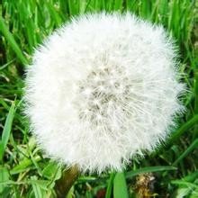 Chinese manufacturer Dandelion Extract, Dandelion root P.E.,Total flavone 3%,5% UV, TCM Extract, , Shaanxi Yongyuan Bio