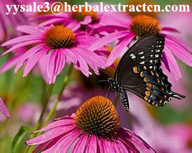 Echinacea purpurea Extract, Phenolics4% 7%, Cichoric acid, Echinacosid, Chinese manufacturer, Shaanxi Yongyuan Bio