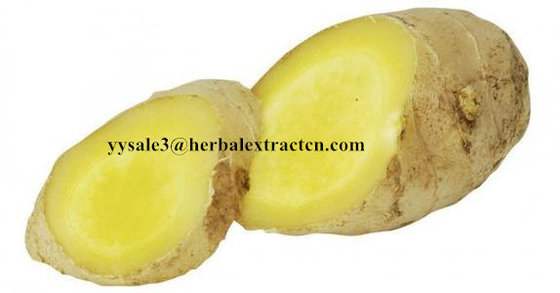 Ginger Extract,Gingerol 5%, CAS No.: 1391-73-7, water soluble Gingerol, food ingredient, factory  Shaanxi Yongyuan Bio