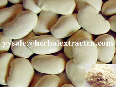 White Kidney Bean Extract, 화이트 신장 콩 추출물, 3000 U/g, 중국 제조 업체, weight lose, Chinese manufacturer, Shaanxi Yongyuan Bio