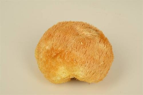 Chinese manufacturer export Lions mane mushroom extract, Hericium Erinaceus Extract,  20%,4:1, Shaanxi Yongyuan Bio