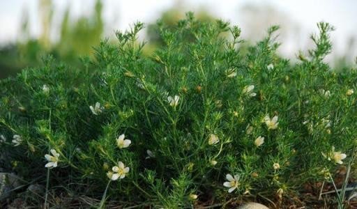 Harmine, telepathine 98%, Peganum harmala seed Extract, CAS No.: 442-51-3, Chinese manufacturer, Shaanxi Yongyuan Bio