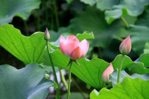 Lotus Flower Extract, Nelumbo nucifera flower Extract 10:1, TLC  Chinese manufacturer, Shaanxi Yongyuan Bio