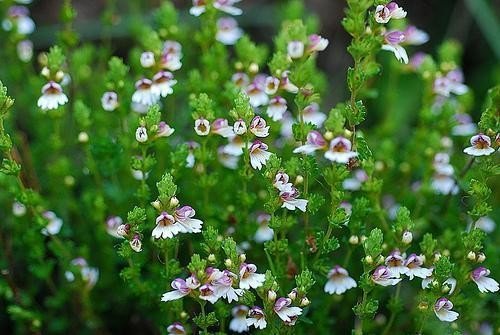 Eyebright Extract, Euphrasia officinalis extract, 10:1 TLC. stock available, Chinese manufacturer, Shaanxi Yongyuan Bio