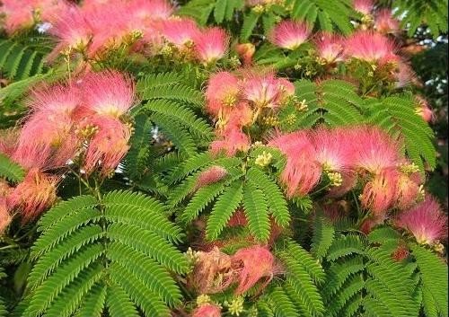 Silk tree Extract, Albizia julibrissin Extract,Albizia Bark Extract 10:1 TLC. Chinese manufacturer, Shaanxi Yongyuan Bio