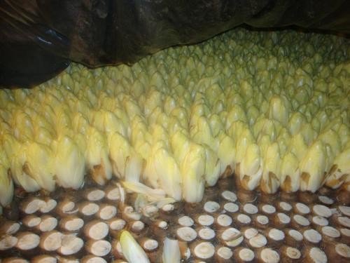 Chicory Root Extract. Cichorium intybus Extract, Inulin 90% UV, Chinese manufacturer, Shaanxi Yongyuan Bio