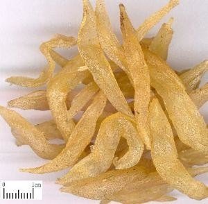 Asparagus Root Extract, 10:1 TLC. Asparagus cochinchinensis Extract, Chinese manufacturer, Shaanxi Yongyuan Bio