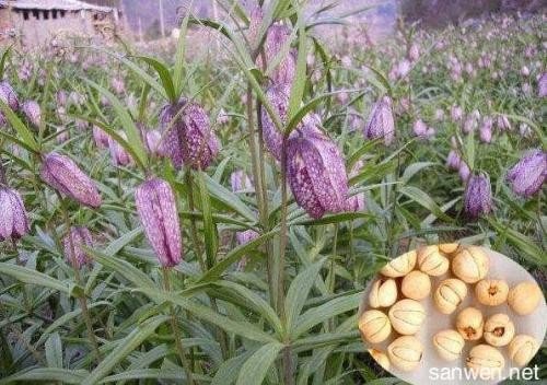 Fritillaria Extract, Bulbus Fritillaria Extract, 4:1, Fritillaria thunbergii, Chinese manufacturer, Shaanxi Yongyuan Bio