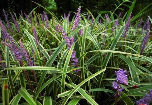 Dwarf Lilyturf Tuber Extract, Ophiopogon Thunb Extract, 4:1 TLC,  Chinese manufacturer, Shaanxi Yongyuan Bio