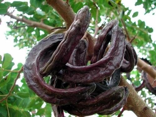 Carob Extract, Ceratonia siliqua Extract, 10:1, food and cosmetic ingredient, Chinese manufacturer, Shaanxi Yongyuan Bio