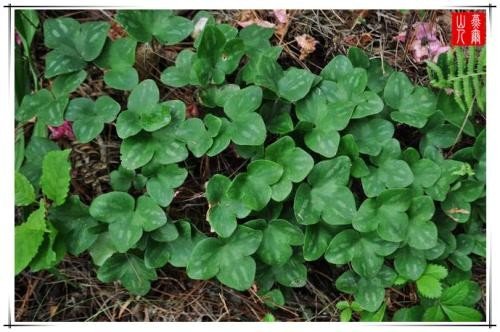 Liver Leaf Extract Powder, Hepatica Extract, 10:1 TLC, Chinese manufacturer, Shaanxi Yongyuan Bio
