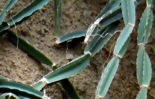 Cissus Quadrangularis Extract, 5:1,10:1, TLC, Weight loss INGREDIENT, Chinese manufacturer, Shaanxi Yongyuan Bio