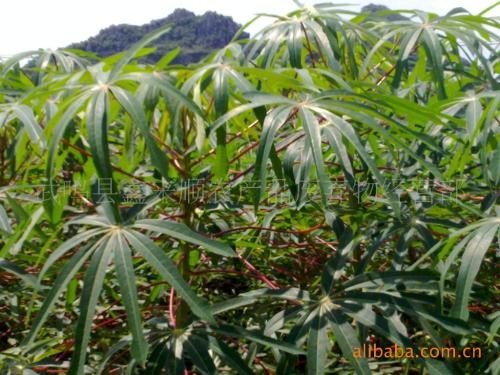 Manioc Leaf Extract, Manioc Leaf Extract powder, 10:1 TLC,  Chinese manufacturer, Shaanxi Yongyuan Bio