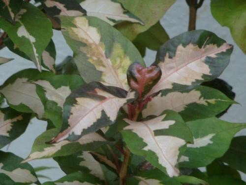 Graptophyllum Pictum Extract, 10:1 TLC,  Graptophyllum pictum aqueous extract,Chinese manufacturer, Shaanxi Yongyuan Bio