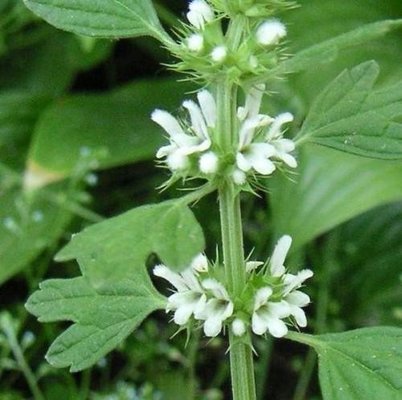 Marrube Extract, Horehound Extract Powder, 10:1, women health care ingredient,Chinese manufacturer, Shaanxi Yongyuan Bio