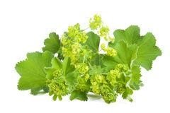 Alchemilla Vulgaris Extract, Lady's mantle Extract, Frauenmantel-Extrakt, 10:1Chinese manufacturer, Shaanxi Yongyuan Bio