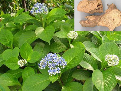 Dichroa febrifuga Extract, Chinese Quinine Extract, 10:1 TLC,  TCM, Chinese manufacturer, Shaanxi Yongyuan Bio