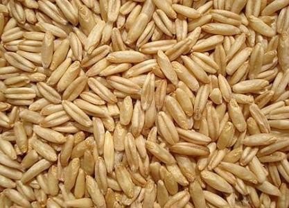 Avena Sativa Extract, Oat Extract, beta glucan 20%-70%, CAS No.: 9041-22-9, Factory,Shaanxi Yongyuan Bio