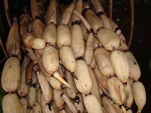 Lotus root extract, Lotus Powder, Lotus extract powder 10:1 TLC, Water soluble Lotus Powder Factory,Shaanxi Yongyuan Bio