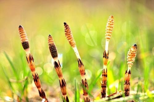 Horsetail P.E, 10:1 TLC, Equisetum Arvense Extract, 7%silica,Horsetail Extract Powder,Manufacturer, Shaanxi Yongyuan Bio