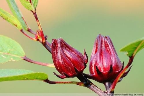 Roselle Extract Powder,5:1 TLC, Hibiscus Sabdariffa Extract, Chinese manufacturer, 히비스커스 추출물 분말, Shaanxi Yongyuan Bio
